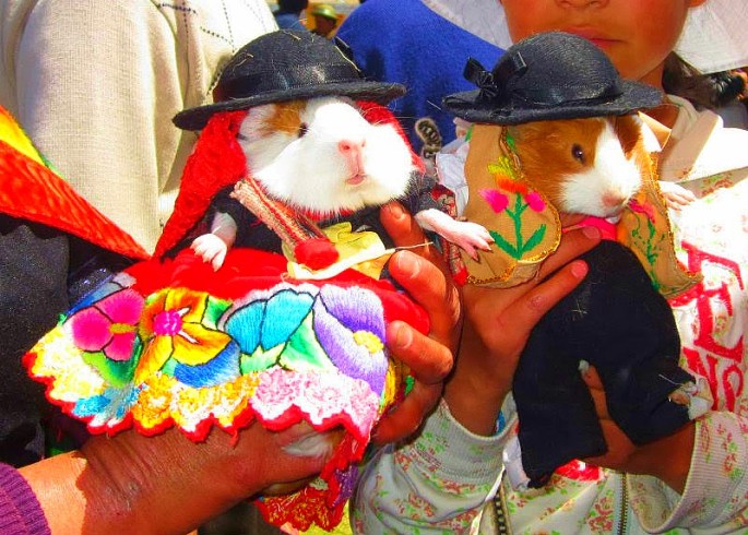 Peruvian Guinea Pigs Have Their Own Runway Show – SUMAQ