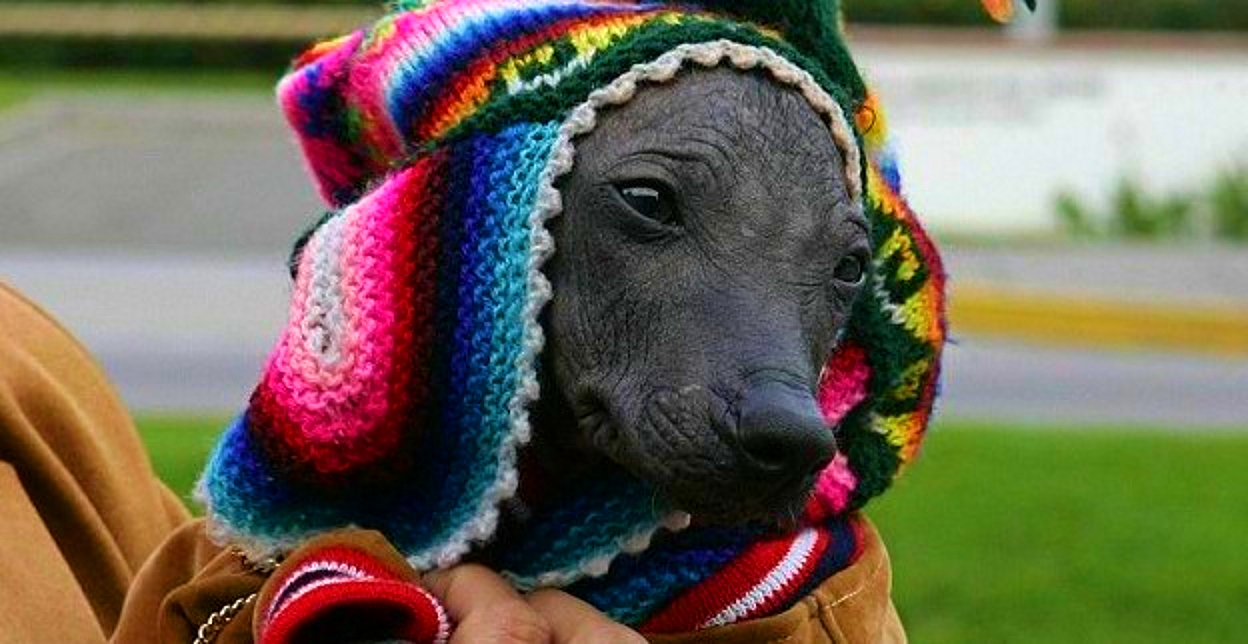 Peru’s Most Singular Dog Breed – SUMAQ