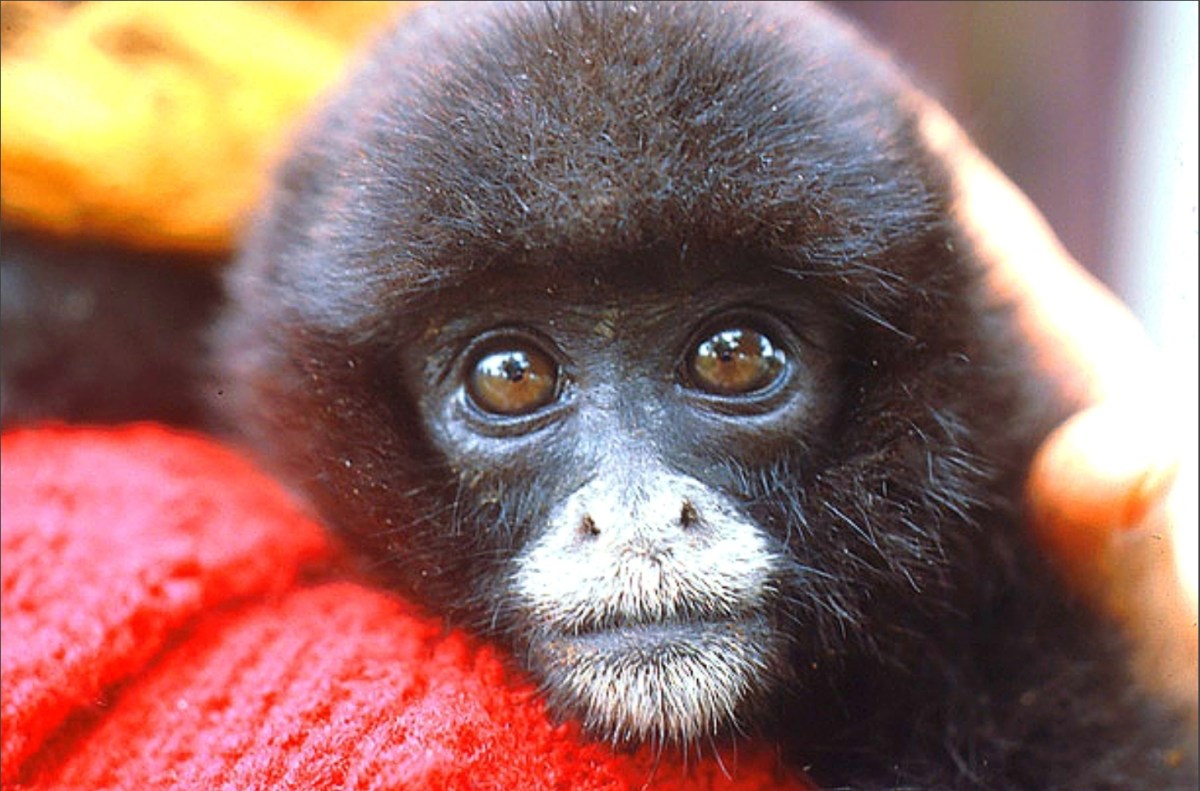 Mono Choro de Cola Amarilla: Una Especie Condenada – SUMAQ