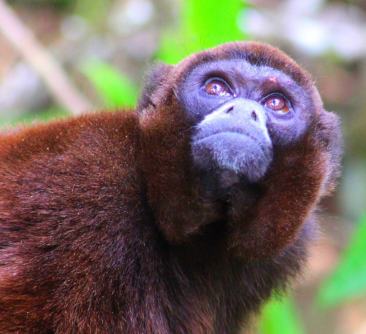 Mono Choro de Cola Amarilla: Una Especie Condenada – SUMAQ