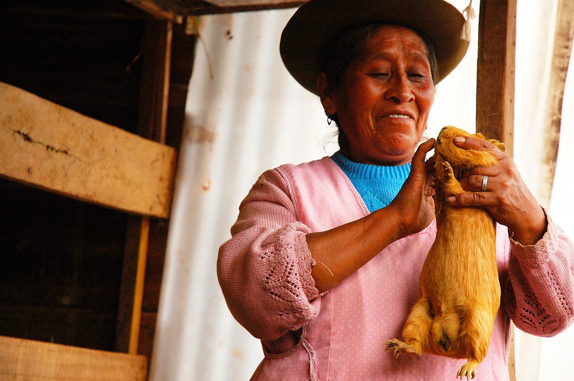 La Historia y Variedades del Cuy – SUMAQ