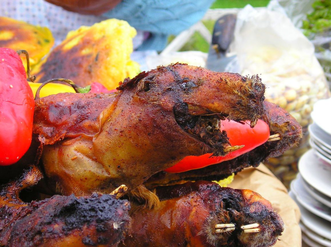 La Historia y Variedades del Cuy – SUMAQ